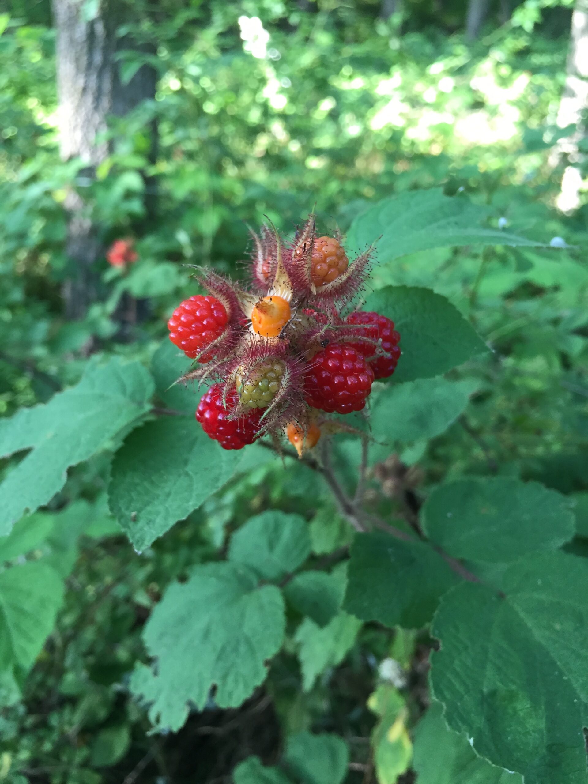 Invasive Plants: How You Can Help Prevent Their Spread – C&O Canal Trust