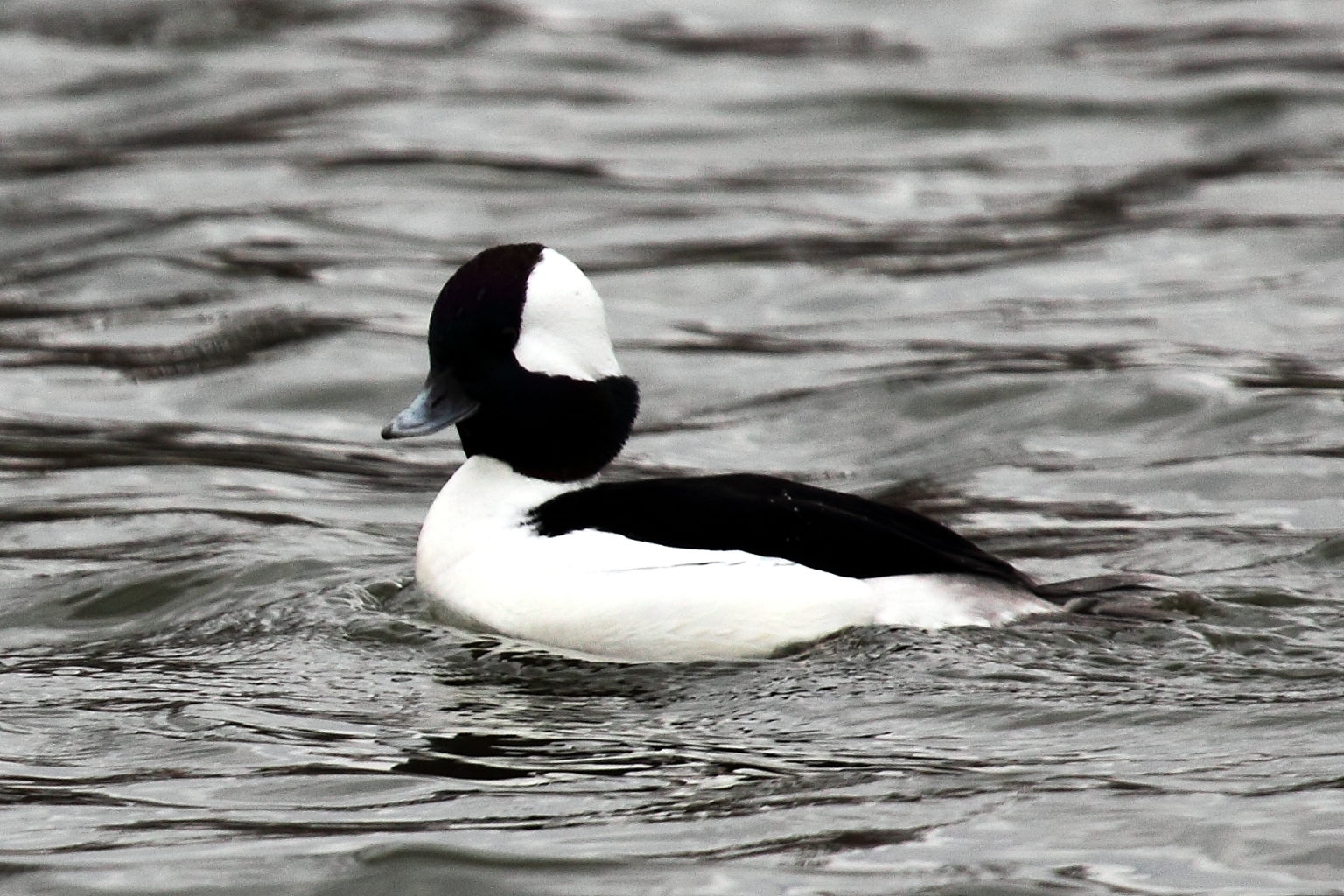 Nature in January on the Canal – C&O Canal Trust
