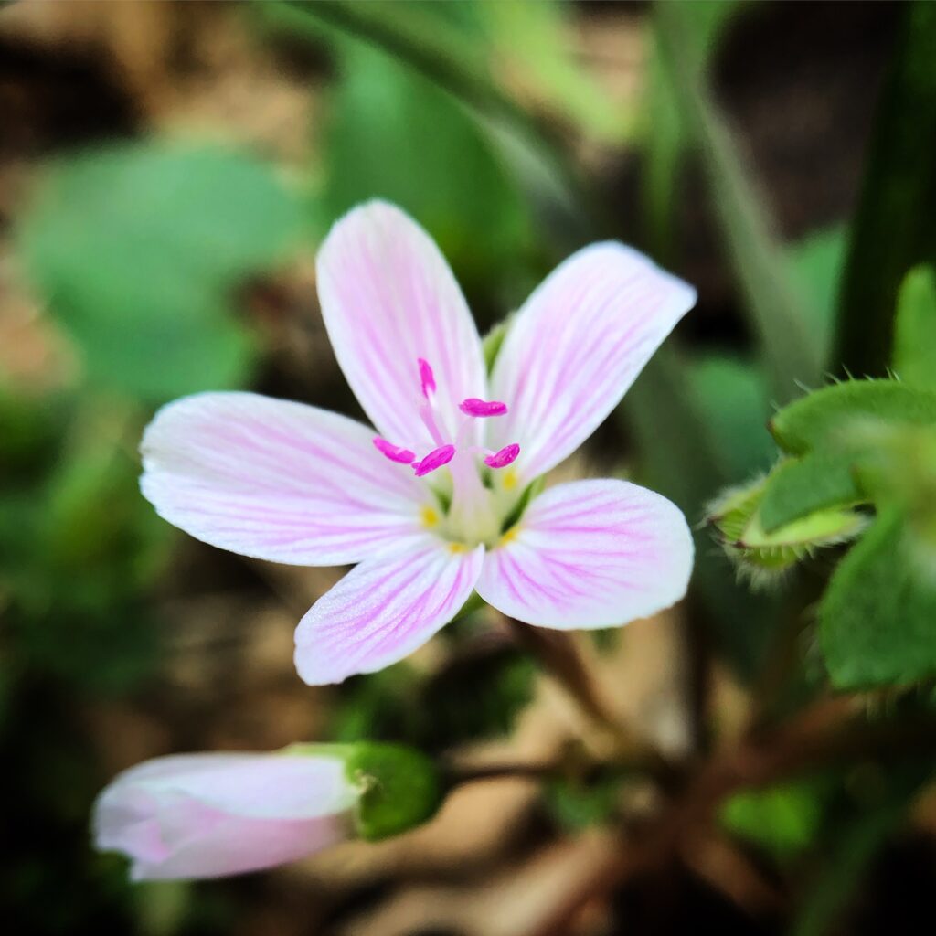 Spring Blossoms on the C&O Canal – C&O Canal Trust
