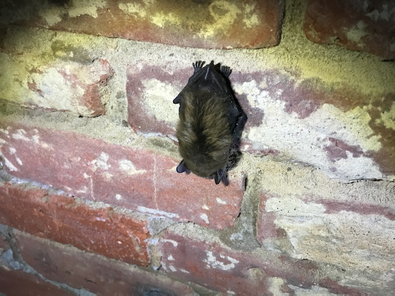 Pollinators Along the C&O Canal – C&O Canal Trust