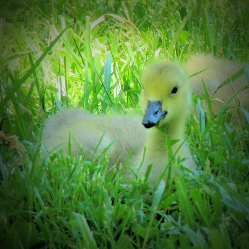 Plants and Wildlife – C&O Canal Trust