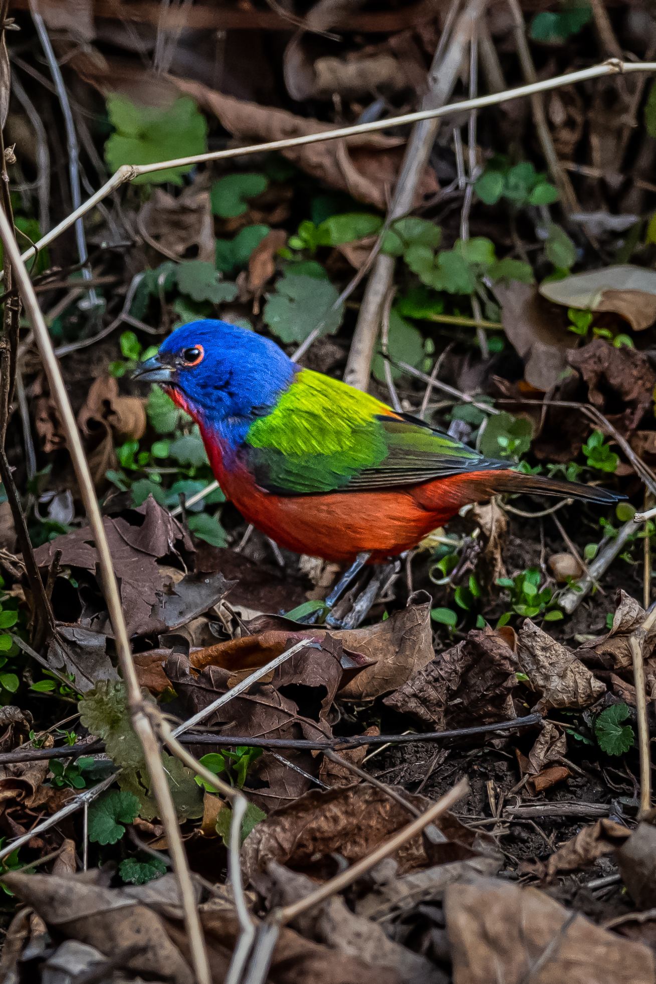 Five Ways Birding at the C&O Canal Can Improve Your Health – C&O Canal ...