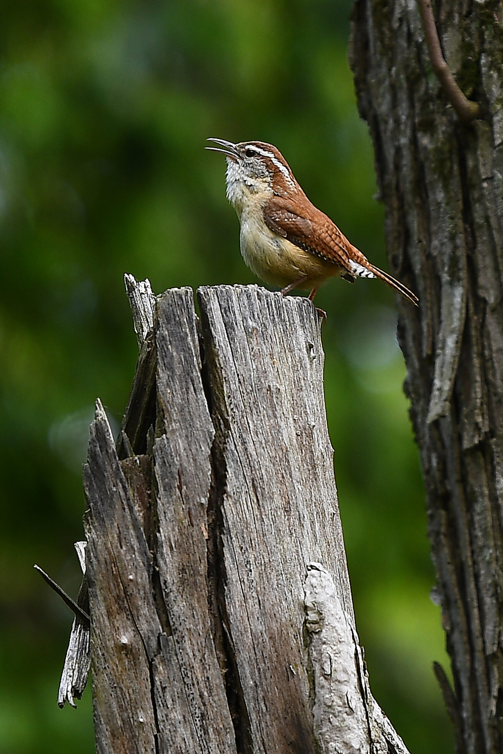 Five Ways Birding at the C&O Canal Can Improve Your Health – C&O Canal ...