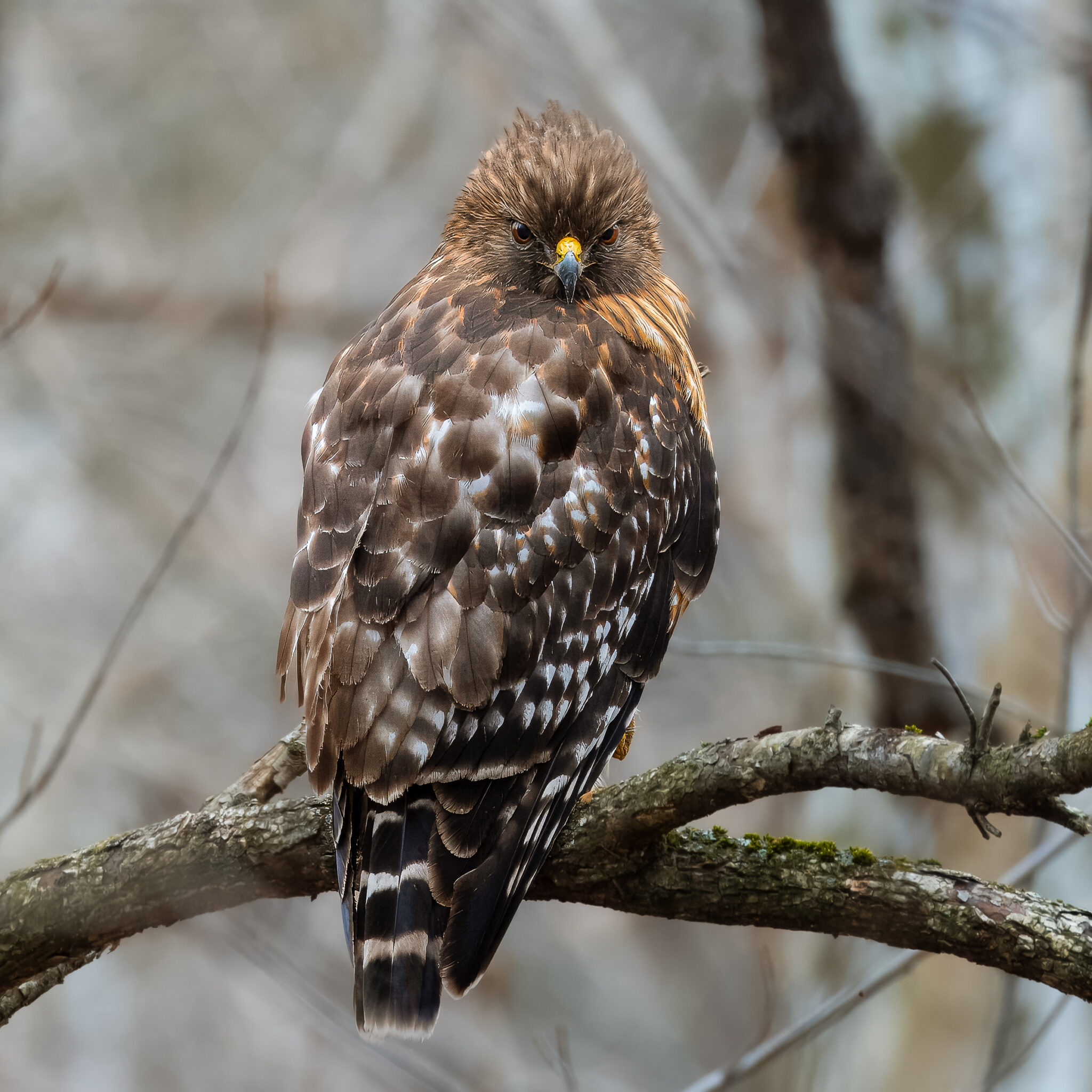 Winter Birding on the C&O Canal – C&O Canal Trust