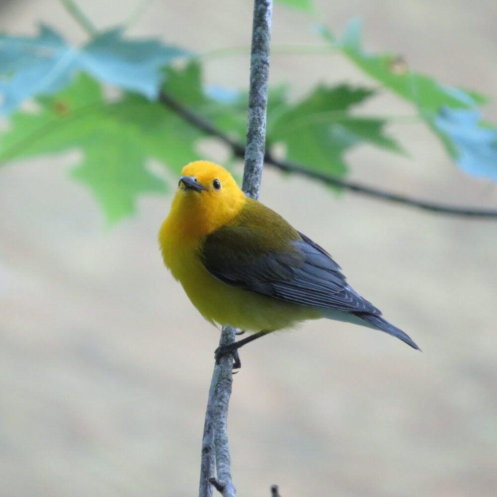On the C&O Canal Migration Flyway – C&O Canal Trust